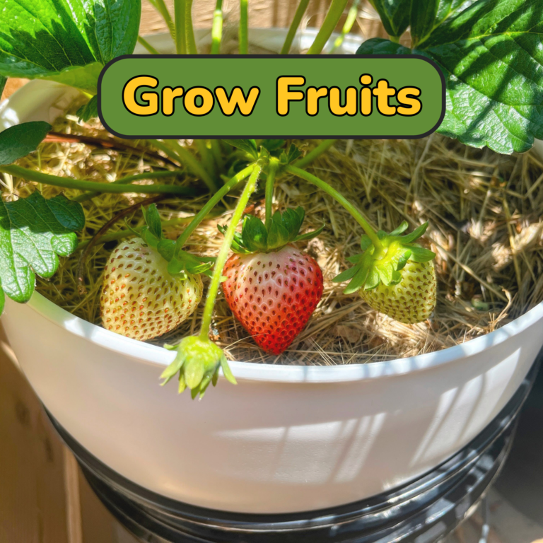 Soil Cup Self Watering Bucket Insert - Tomato Bucket